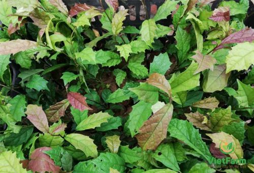 Xạ đen: Tác dụng, tác hại của cây xạ đen và cách dùng