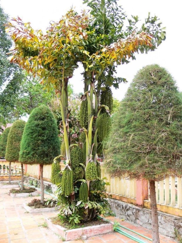 Cây Móc - Đặc điểm, phân bố và công dụng của cây móc