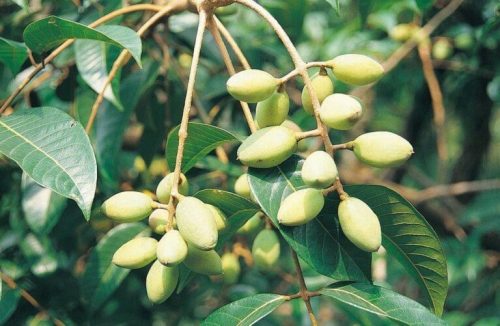 Quả trám là quả gì? Công dụng và Cách dùng trị bệnh