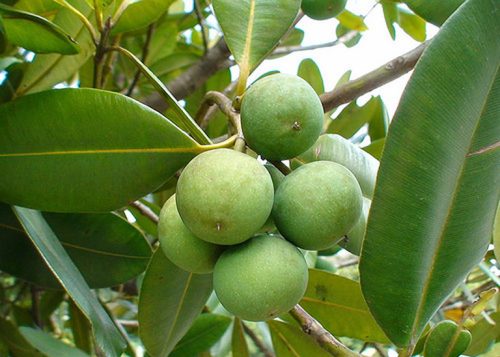 Cây Mù U - Hình Ảnh, Các Công Dụng Quý Và Cách Dùng