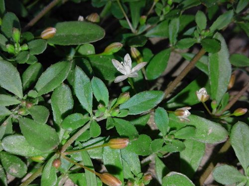 Cây Rau Đắng Đất - Hình Ảnh, Công Dụng và Cách Dùng Trị Bệnh