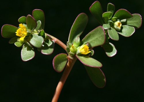 28 Tác Dụng của Cây Rau Sam và Cách Dùng Hiệu Quả Nhất