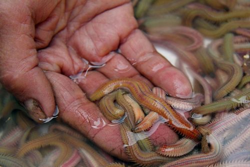 Con Rươi Là Con Gì? Nơi Sống, Tác Dụng & Món Ăn Tốt