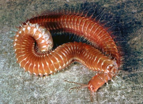 Con Rươi Là Con Gì? Nơi Sống, Tác Dụng & Món Ăn Tốt