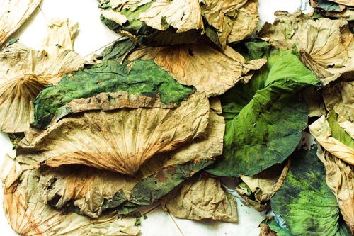 Lá Sen - Tác Dụng, Cách Dùng Và Lưu Ý Khi Uống