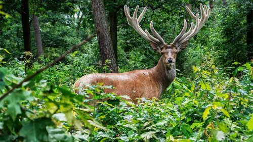 Nhung Hươu (Lộc Nhung) - Công Dụng, Cách Dùng & Lưu ý