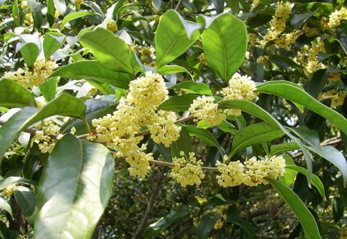 Quế Chi - Đặc Điểm, Công Dụng Và Cách Dùng Vị Thuốc