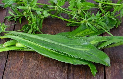 13 Loại rau thơm người Việt hay dùng và công dụng với sức khoẻ