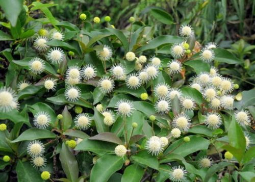 Cây Gáo Vàng - Trắng - Đỏ: Hình Ảnh, Đặc Điểm & Công Dụng