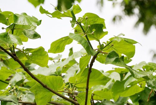 Cây Gáo Vàng - Trắng - Đỏ: Hình Ảnh, Đặc Điểm & Công Dụng