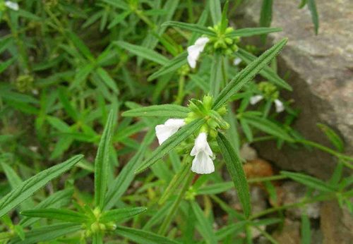 Cây Mè Đất Chữa Bệnh Gì? Dược Tính Và Cách Dùng