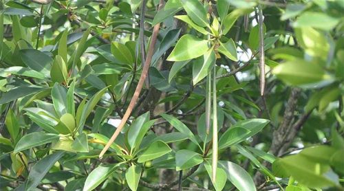 Cây Đước - Hình Ảnh, Đặc Điểm Cây Và Công Dụng