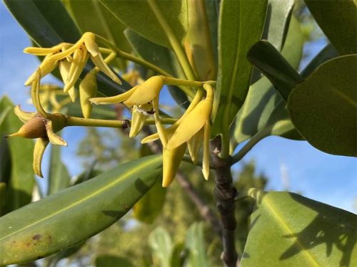 Cây Đước - Hình Ảnh, Đặc Điểm Cây Và Công Dụng