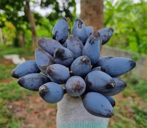 Quả trám là quả gì? Công dụng và Cách dùng trị bệnh